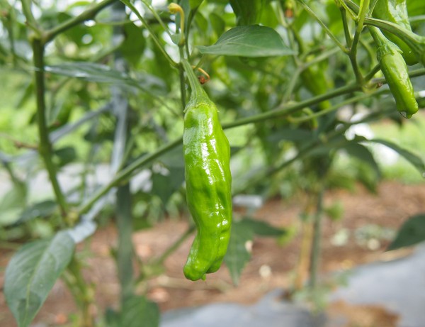 ししとう / Green Mild Chilli (Shishito Pepper) 100g – MUM'S HOME DELIVERY
